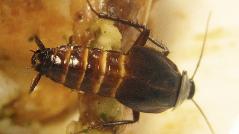 oriental_cockroach – Killgerm Chemicals Ltd