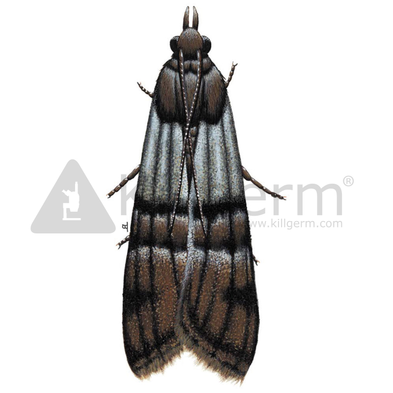 Indian meal moth – Killgerm Chemicals Ltd