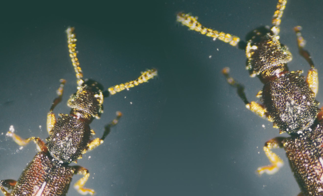 Stored Product Beetles – Killgerm Chemicals Ltd