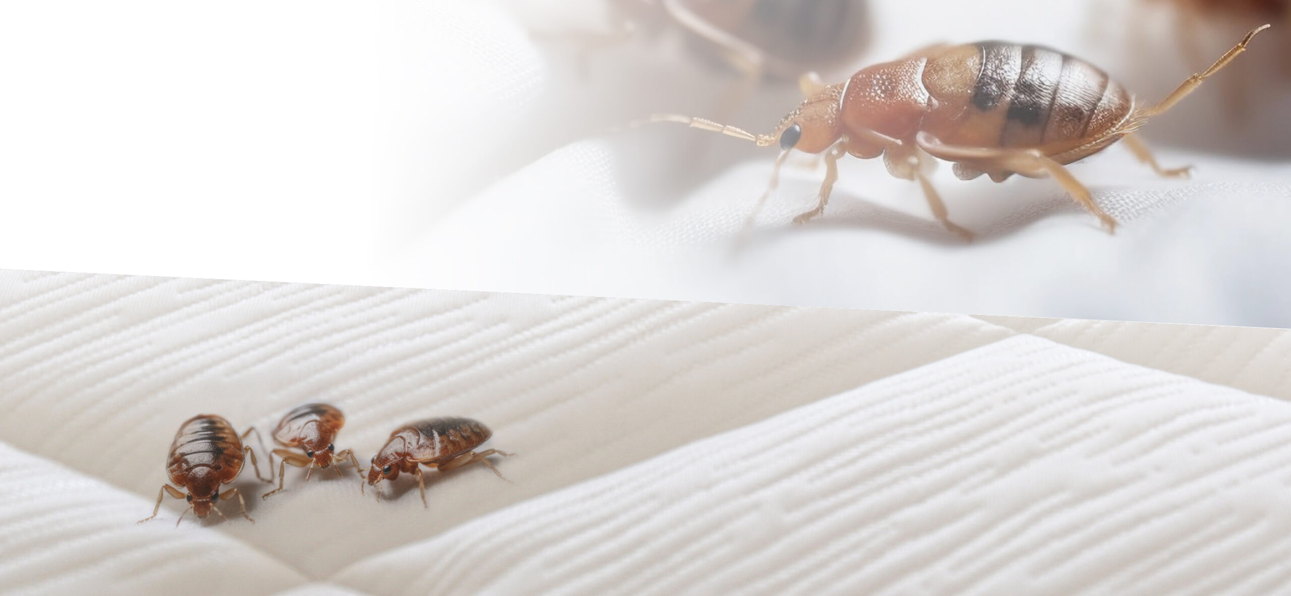 Killgerm - Pest Control Products Supplier and Pest control Training ...